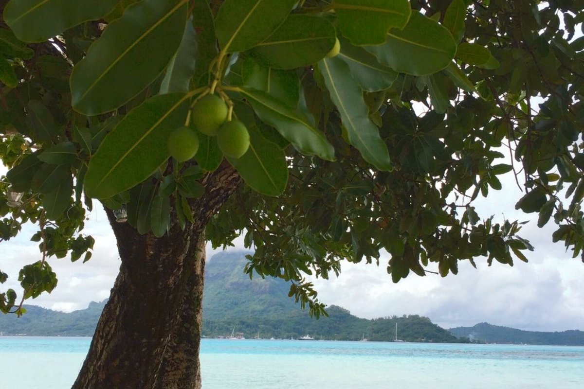 Tamanu Oil : The Heart Of TO112 | TO112